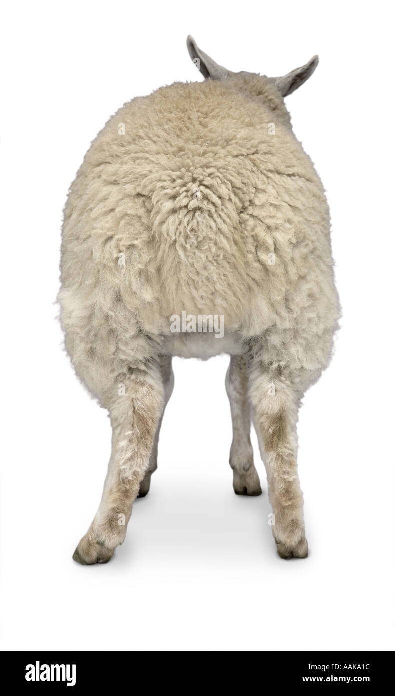 Adult sheep Cut Out Stock Images & Pictures - Alamy