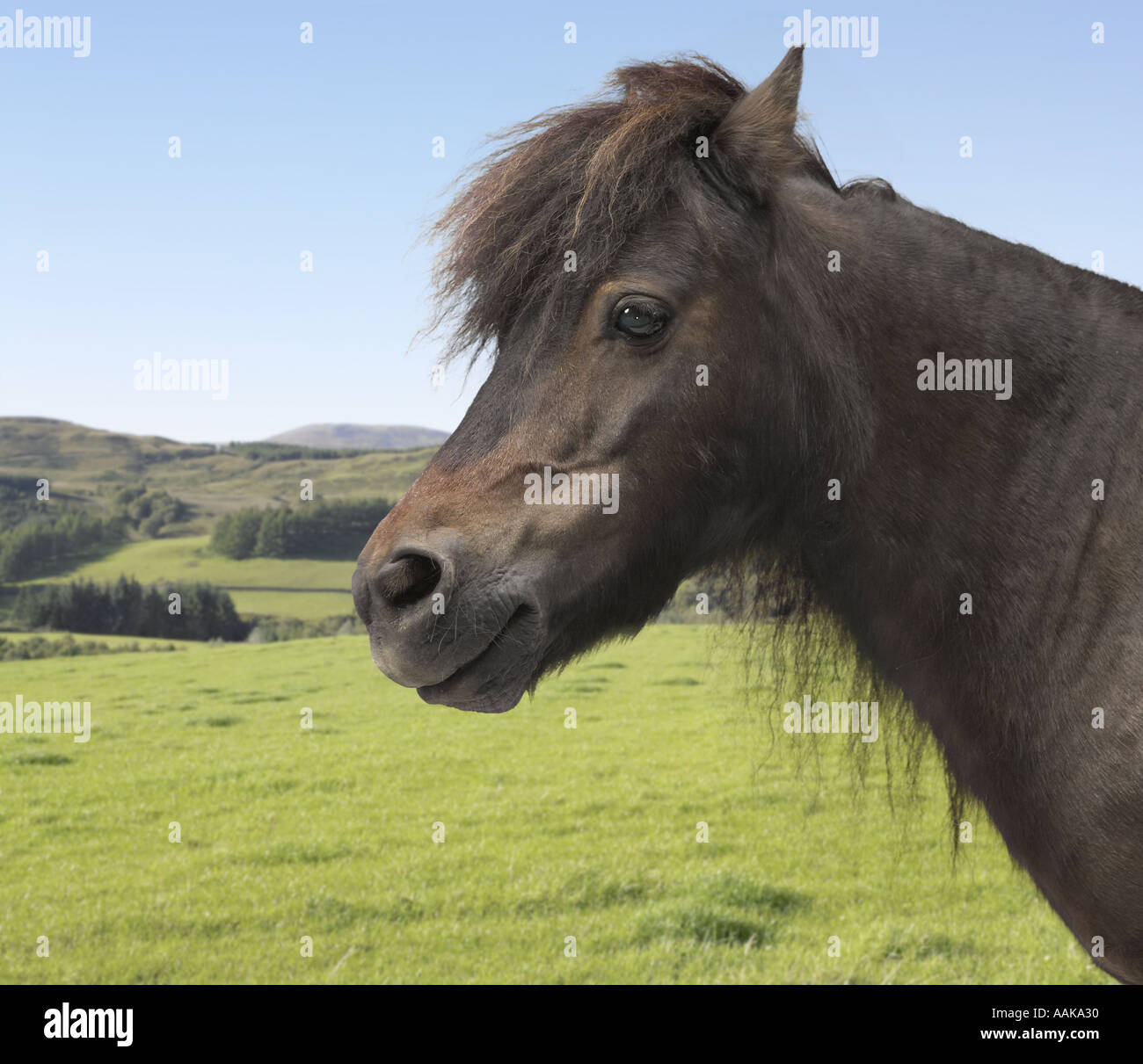 Pony looking forward Stock Photo - Alamy