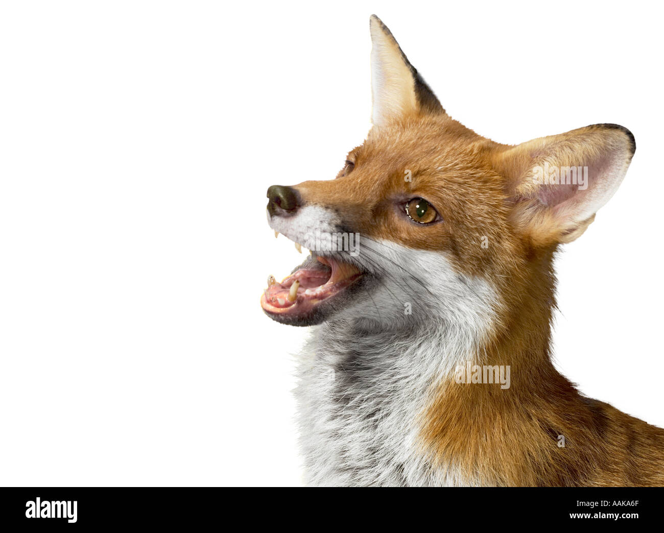 Fox head shot looking up Stock Photo - Alamy