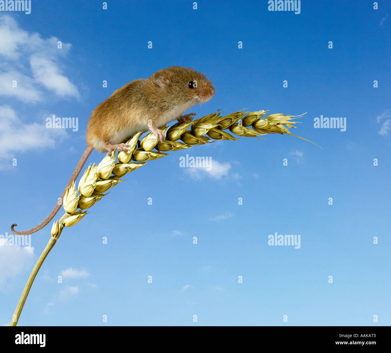 Harvest mouse stalk hi-res stock photography and images - Alamy