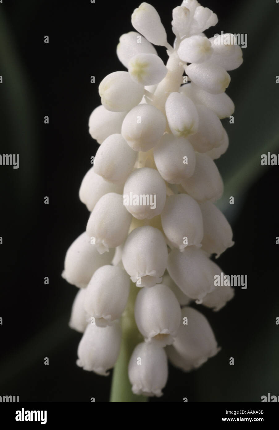 Muscari botryoides 'Album'. Grape hyacinth Stock Photo - Alamy