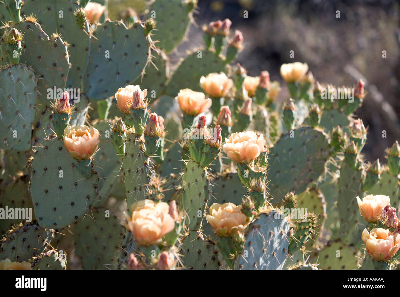 Prickly Pear cactus blooming in the deserts aof Arizona Stock Photo - Alamy