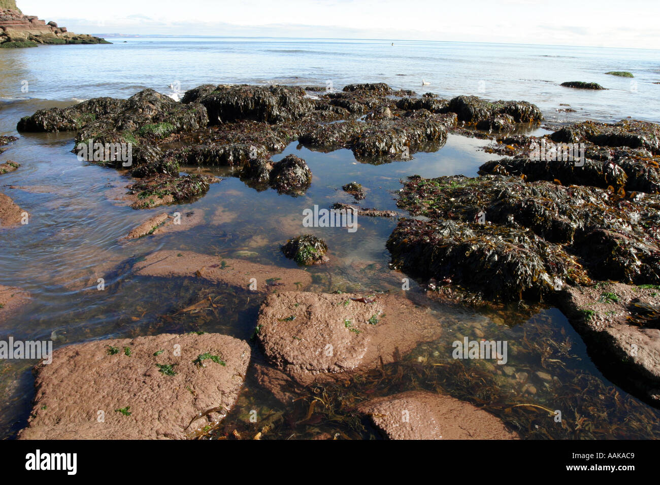 Rocks leading out into the sea at Maidencombe Devon England Stock Photo ...