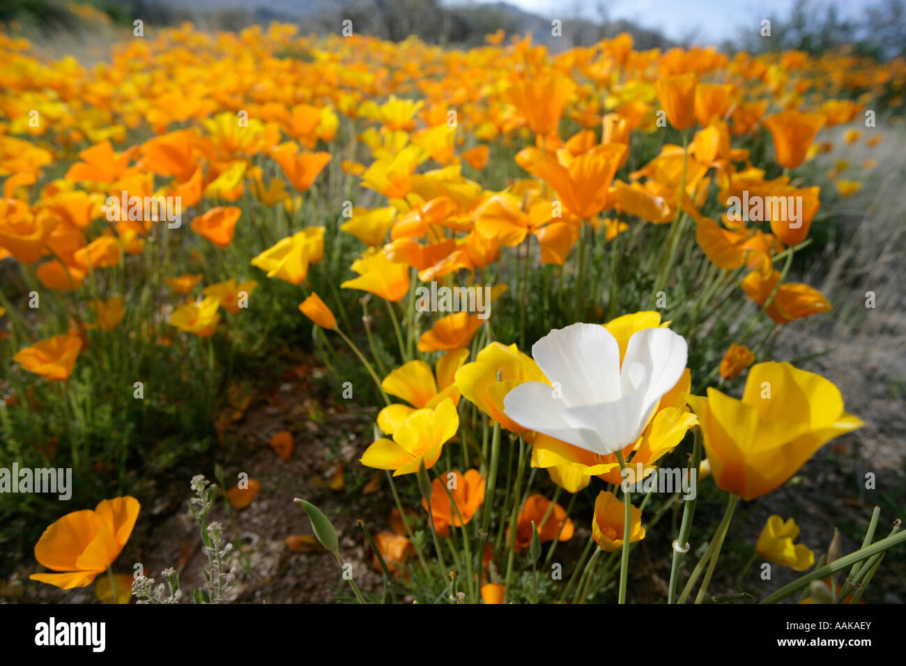 White mutant poppy Eschscholzia mexicana amongst orange poppies in ...