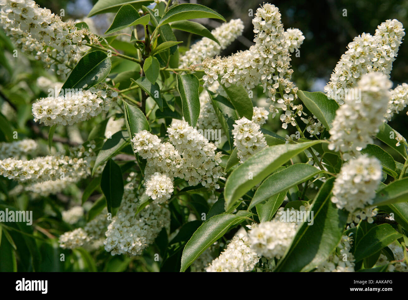 Wild Cherry tree in flower Stock Photo - Alamy