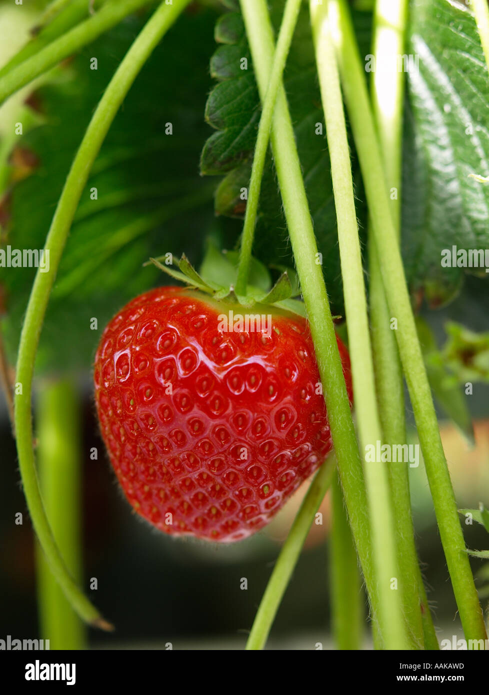 Shiny strawberry hi-res stock photography and images - Alamy