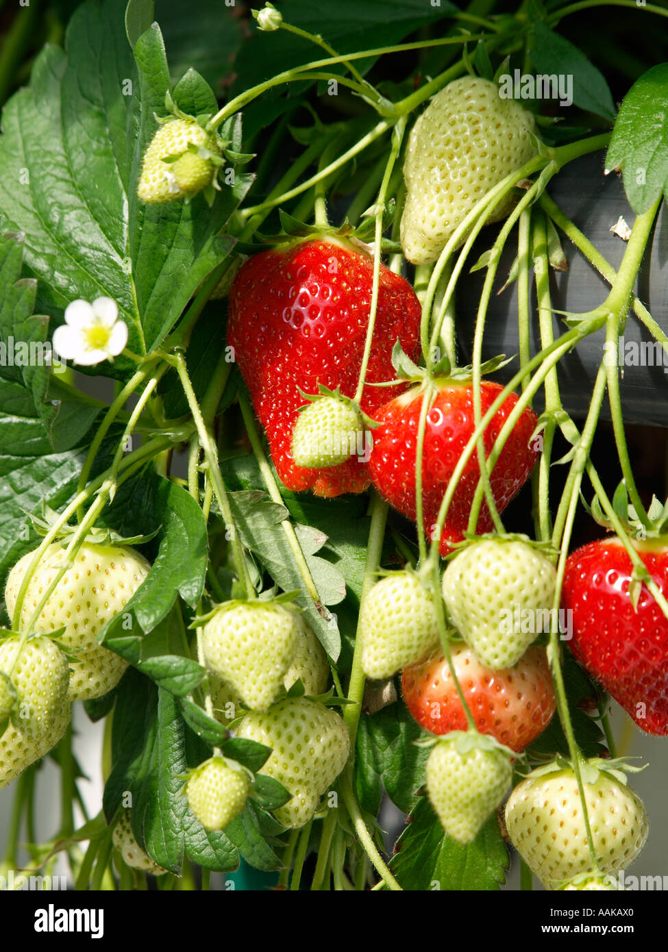 Plant with fruits hi-res stock photography and images - Alamy