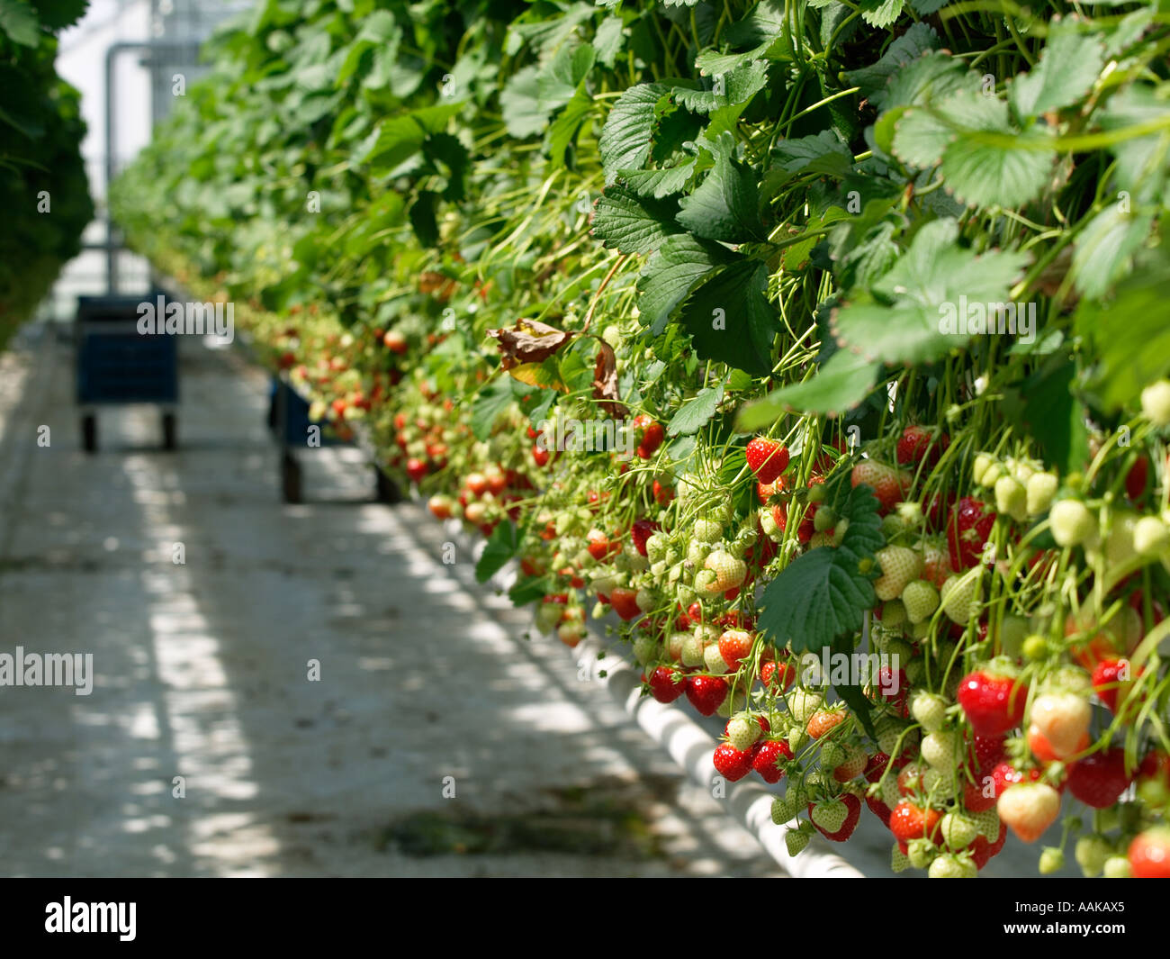 Growing strawberries on an industrial scale in large greenhouse with ...