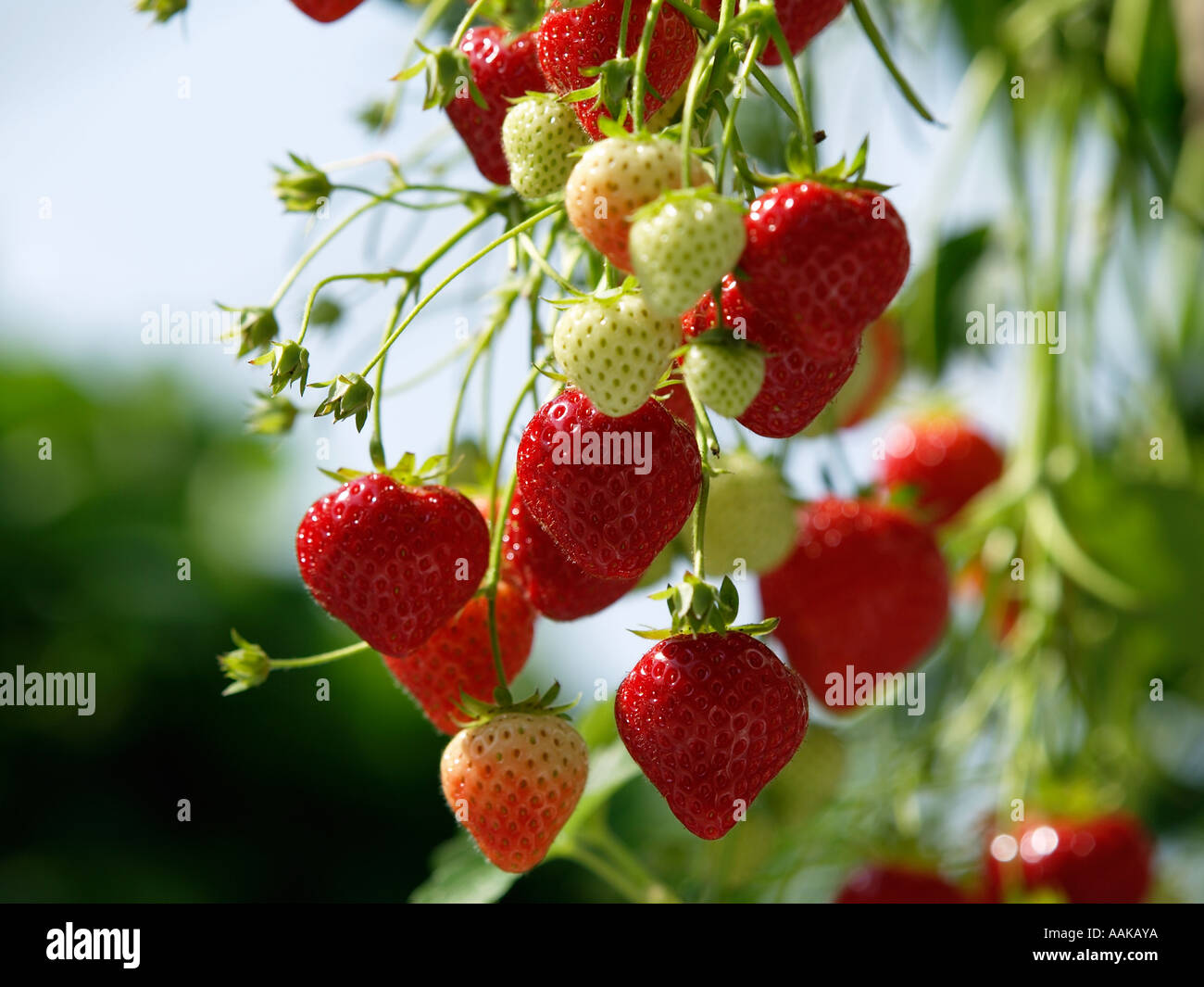 Strawberry plant with ripe and unripe fruits Stock Photo - Alamy