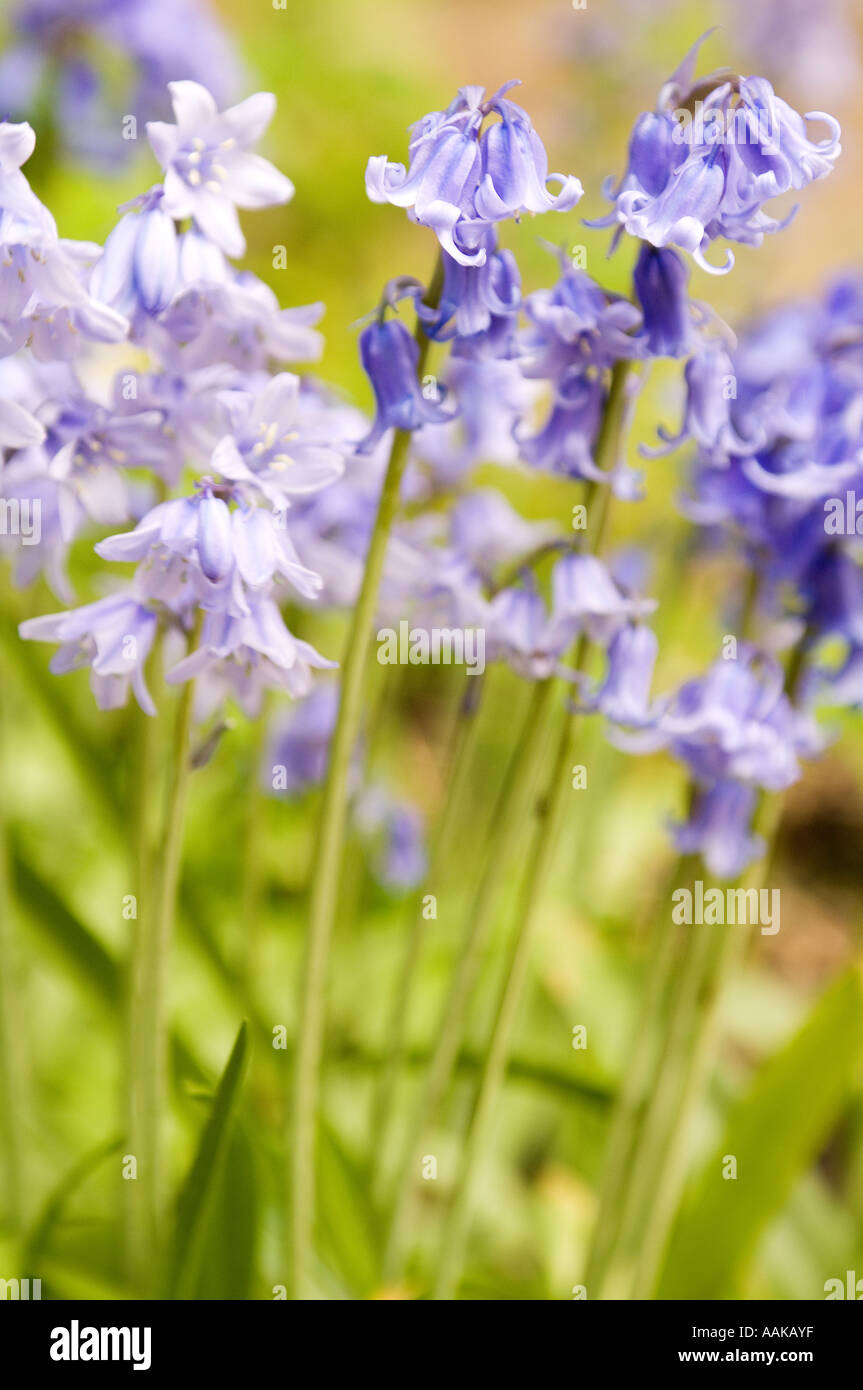 spring bluebells 2 of 2 Stock Photo - Alamy