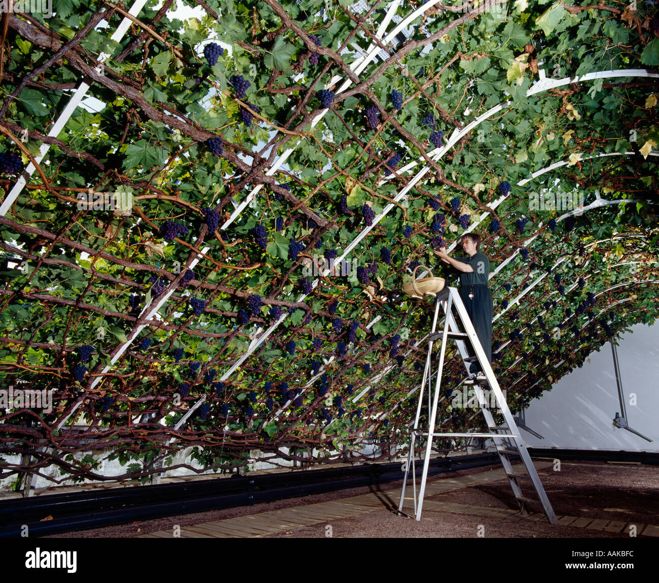 The Keeper of the Vine harvesting bunches of grapes from The Great Vine ...