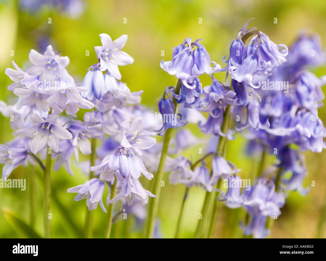 Close up of mauve bluebell flowers hi-res stock photography and images ...