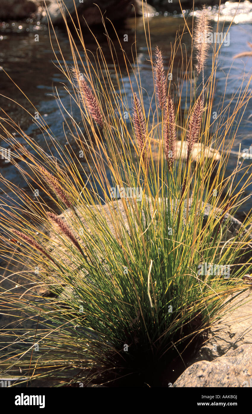 Wild grass growing along a streams edge in Bear Canyon Tucson Arizona ...