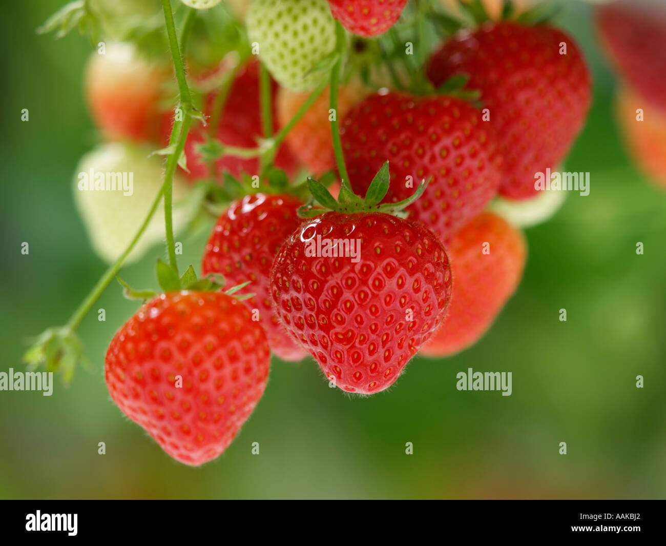 Commercial strawberry growing hi-res stock photography and images - Alamy