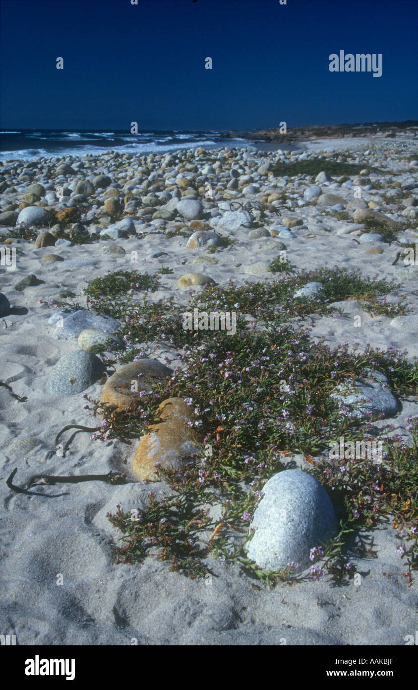 Pebble Beach California Stock Photo - Alamy