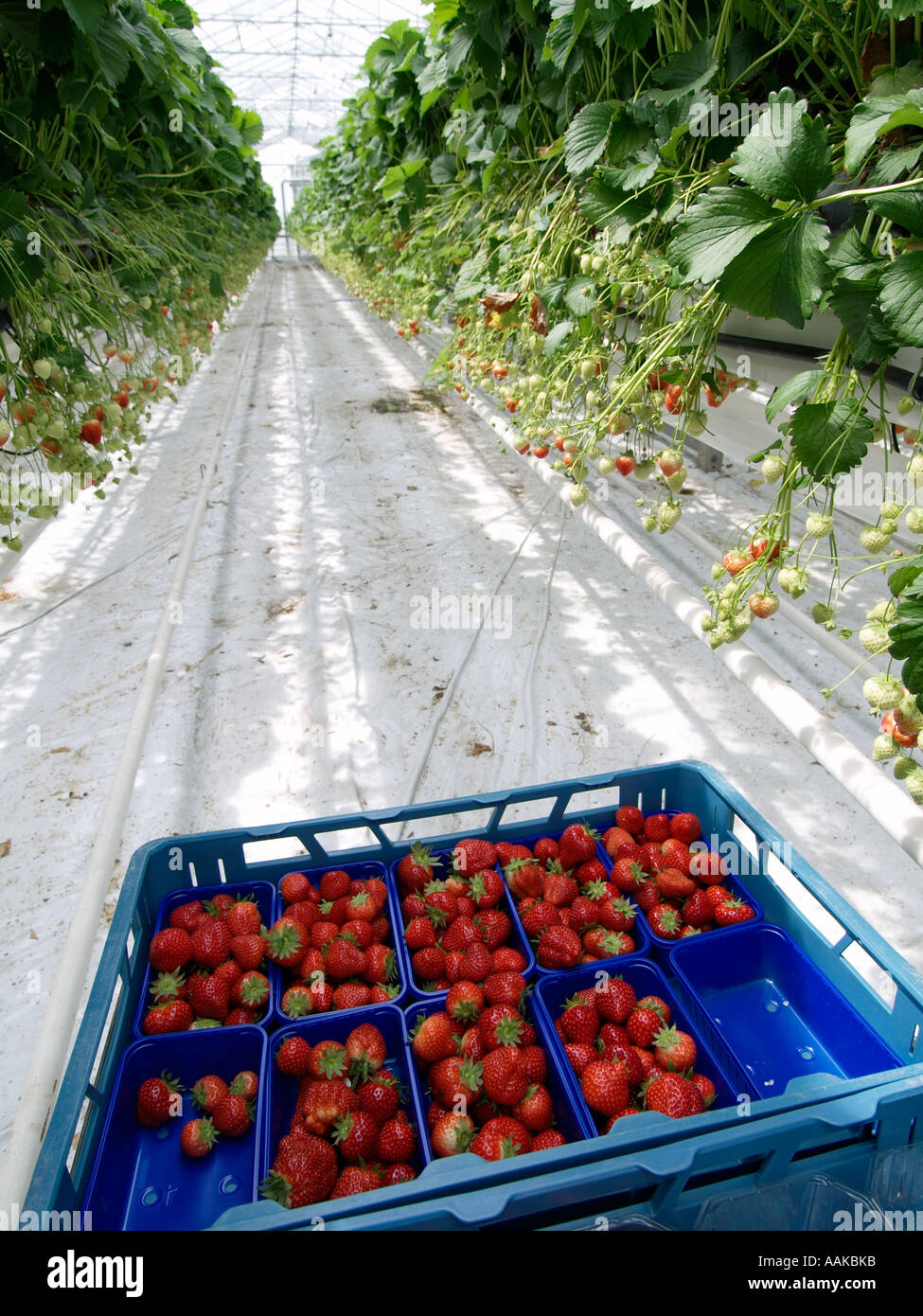 Picked strawberries in blue plastic crate in large greenhouse with ...
