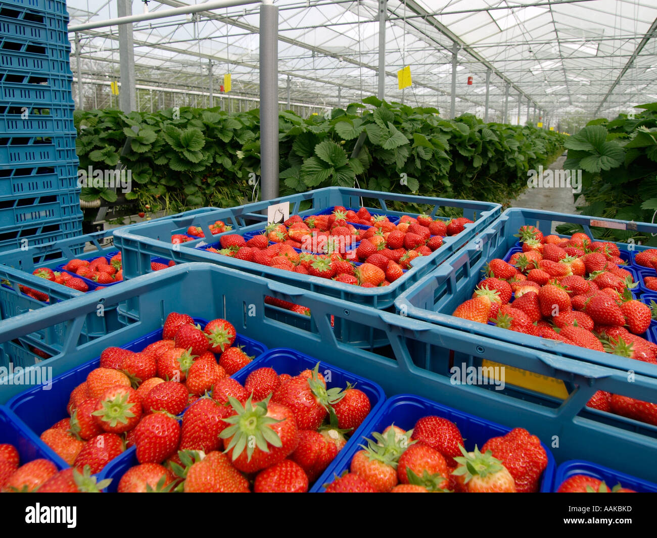 Blue Strawberry Plants