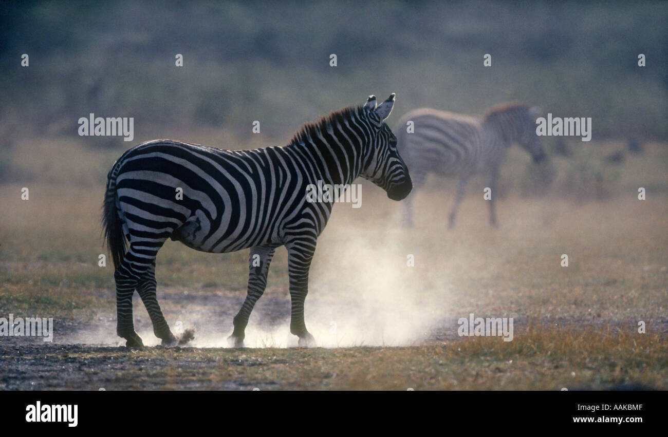 Zebra kicking up dust Stock Photo - Alamy
