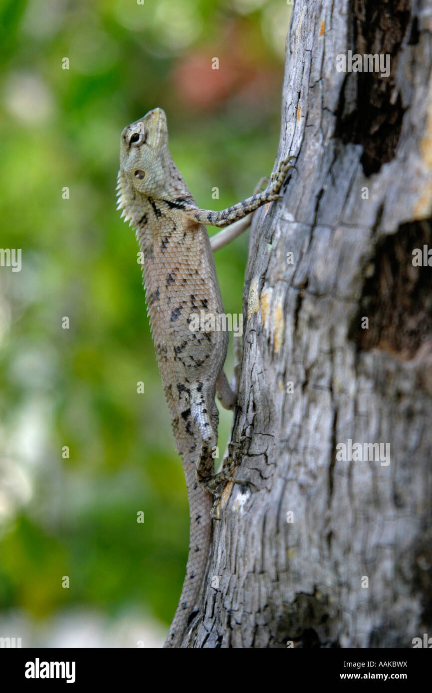 Gecko profile on tree hi-res stock photography and images - Alamy