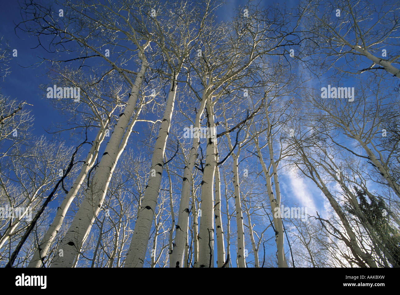 Aspen tree tops in winter Utah Stock Photo - Alamy