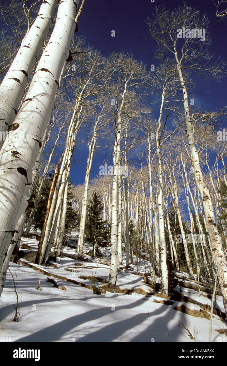 Aspen in Snow Utah Stock Photo - Alamy