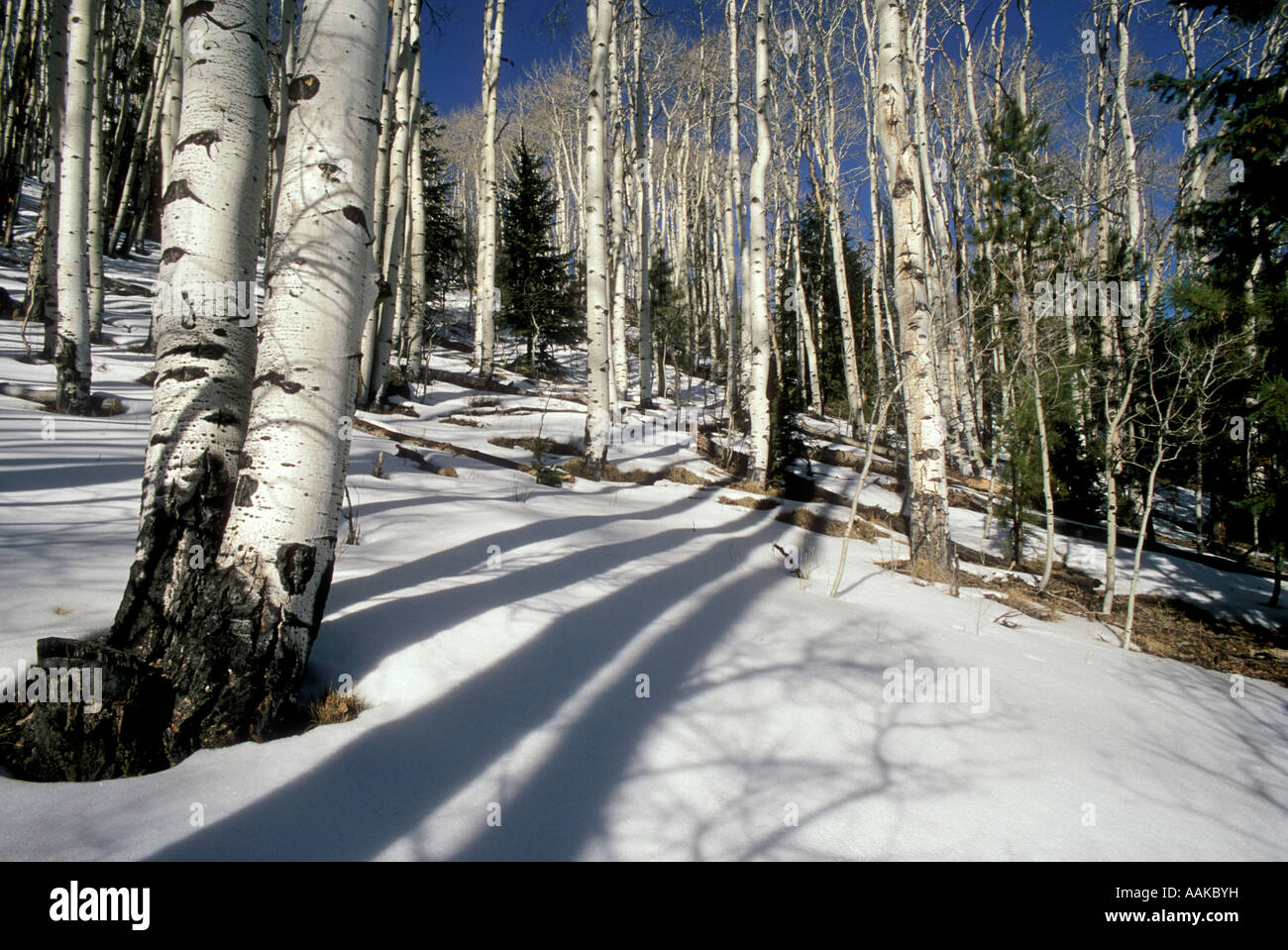 Aspen trees snow hi-res stock photography and images - Alamy