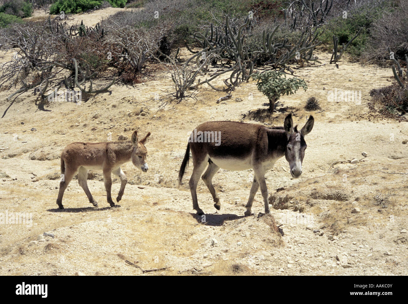Donkey wild mexico baja hi-res stock photography and images - Alamy