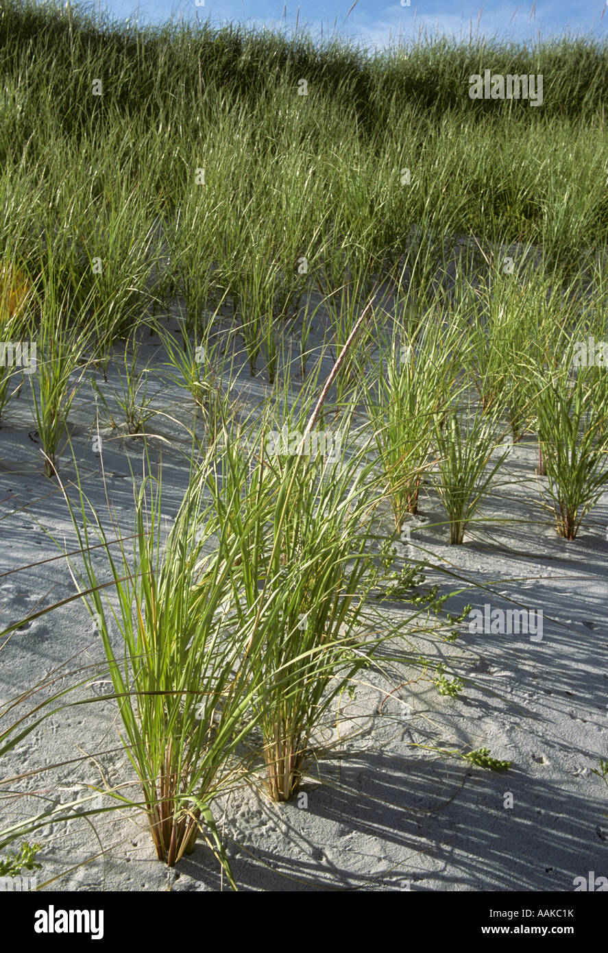 Beach Grass Nova Scotia Canada Stock Photo - Alamy