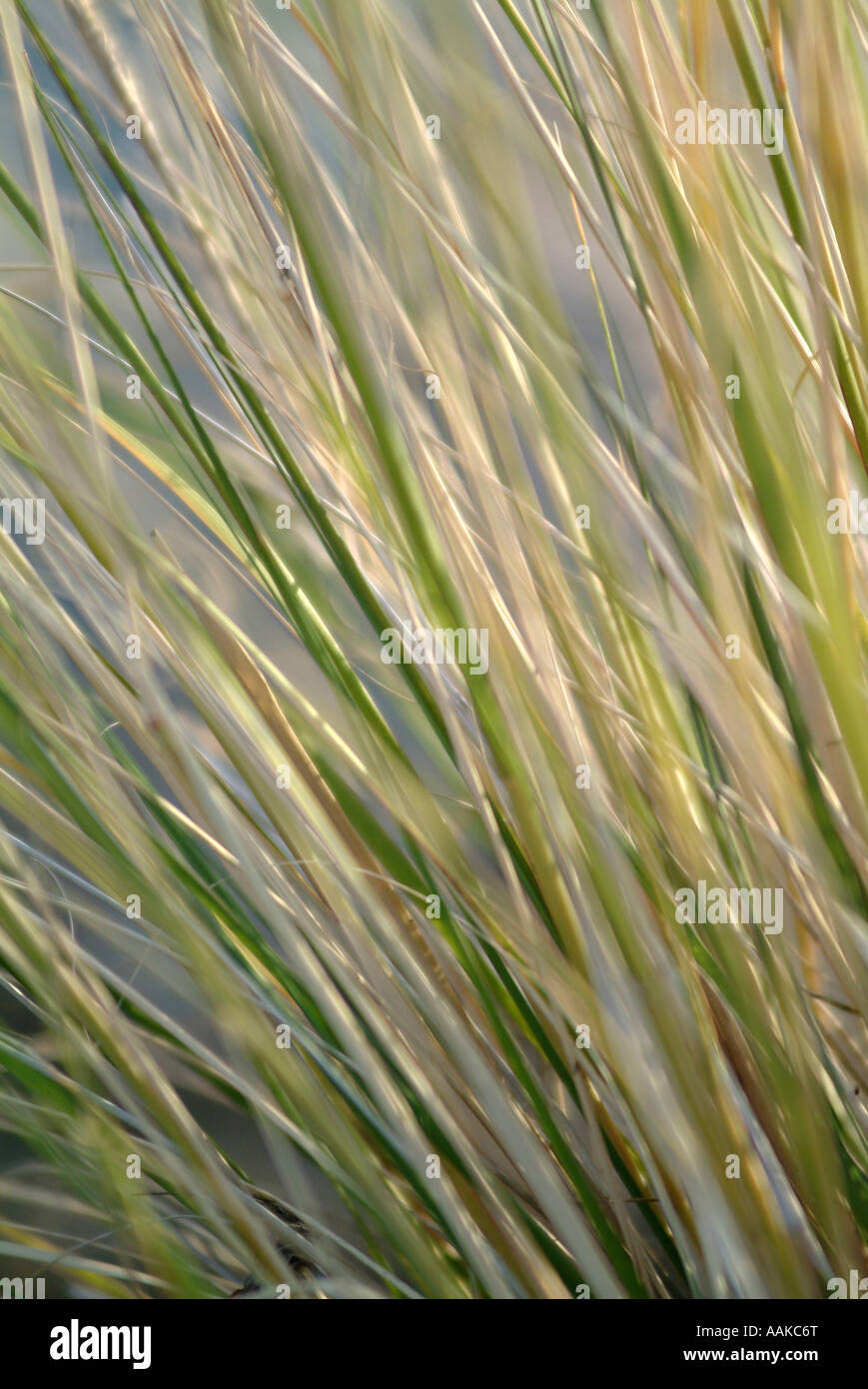 Golden grasses lit up hi-res stock photography and images - Alamy