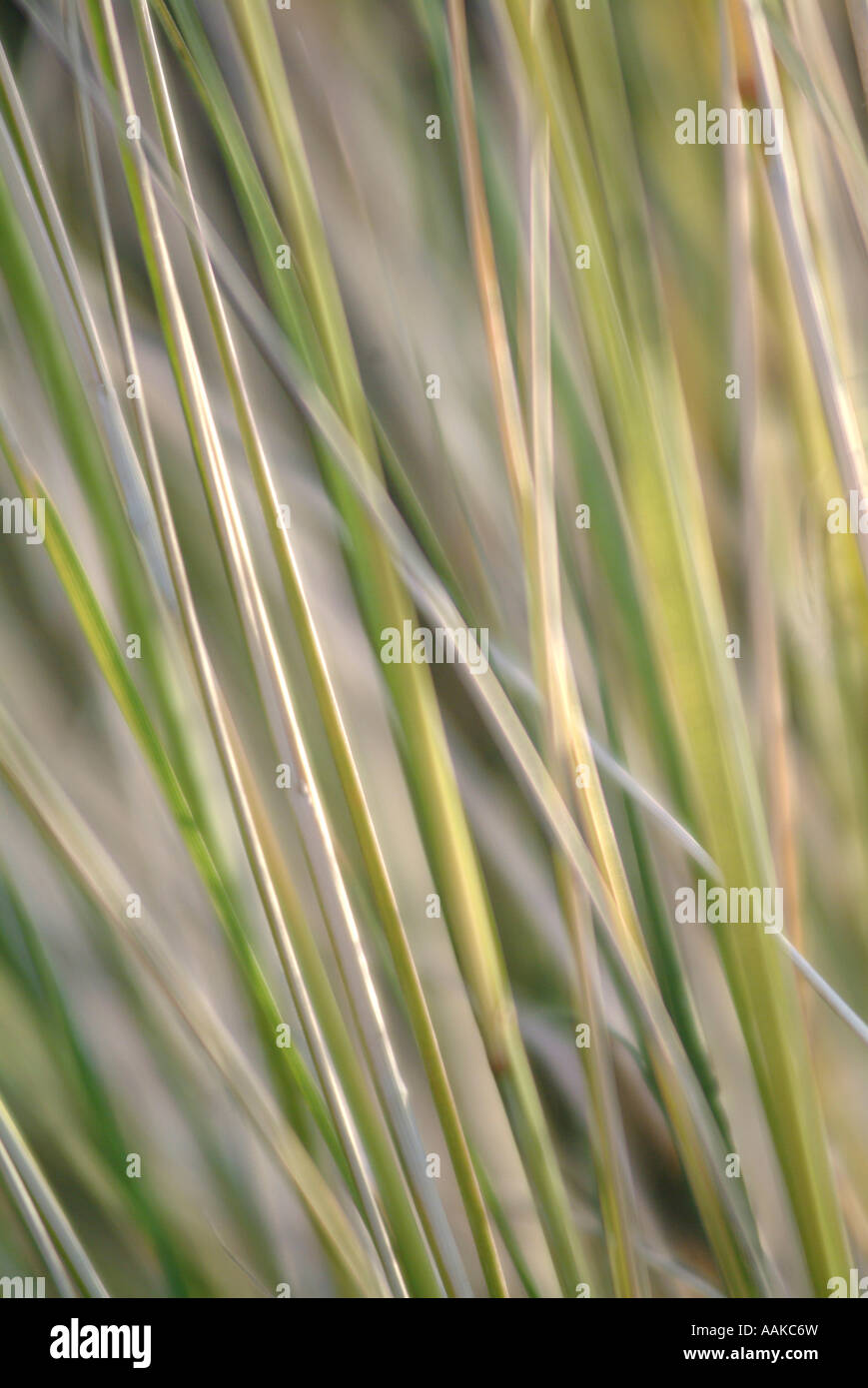 Grass patterns hi-res stock photography and images - Alamy