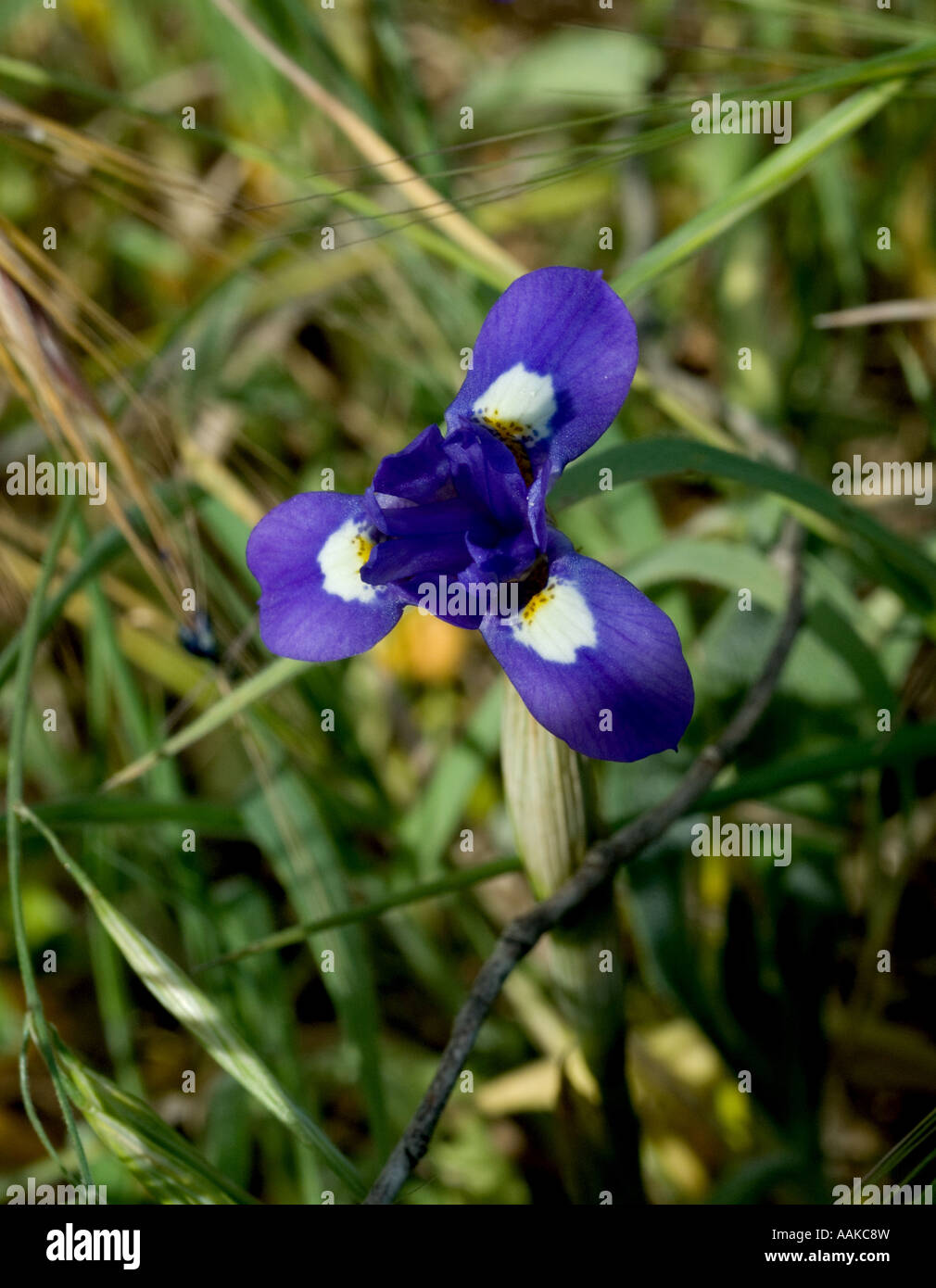 Xiphium hi-res stock photography and images - Alamy