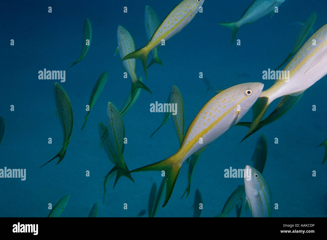 Yellowtail Snapper School