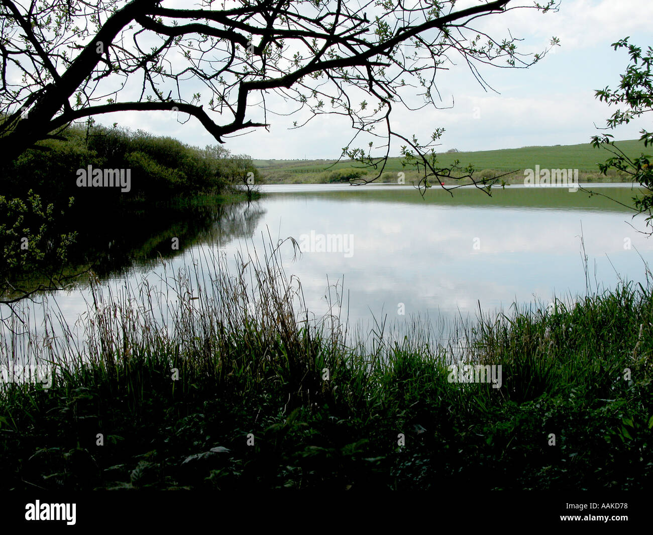 Upper Tamar Lake Stock Photo - Alamy