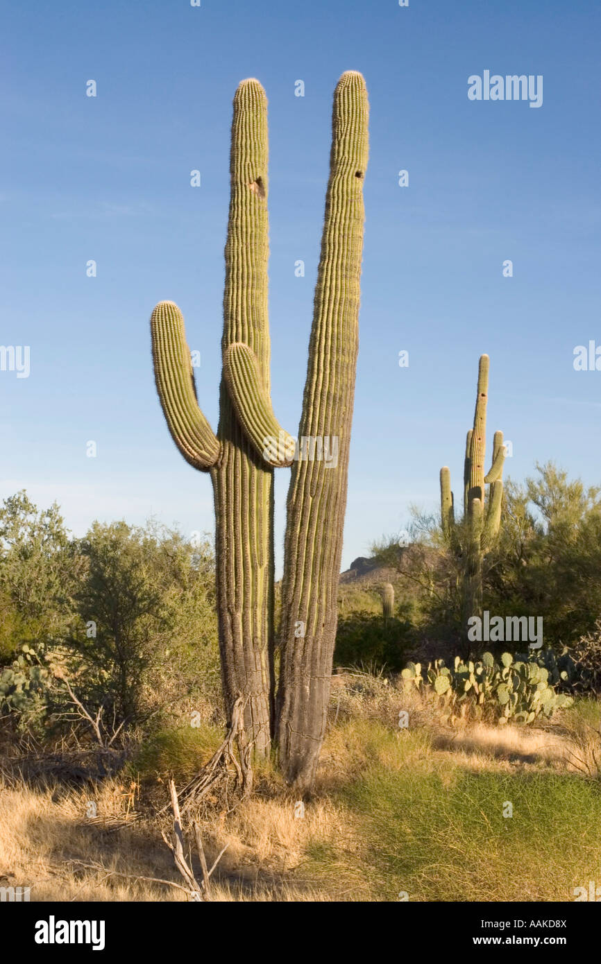 Sagurao Cactus appear to be waving Saguaro National Park Tucson Arizona ...