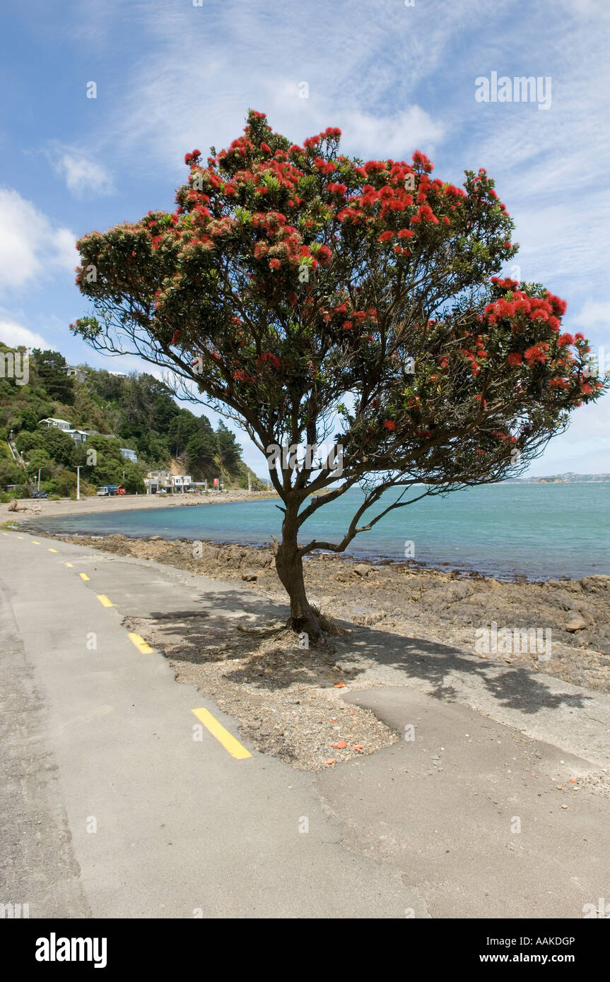 Pohutekawa tree in Wellington New Zealand Stock Photo - Alamy