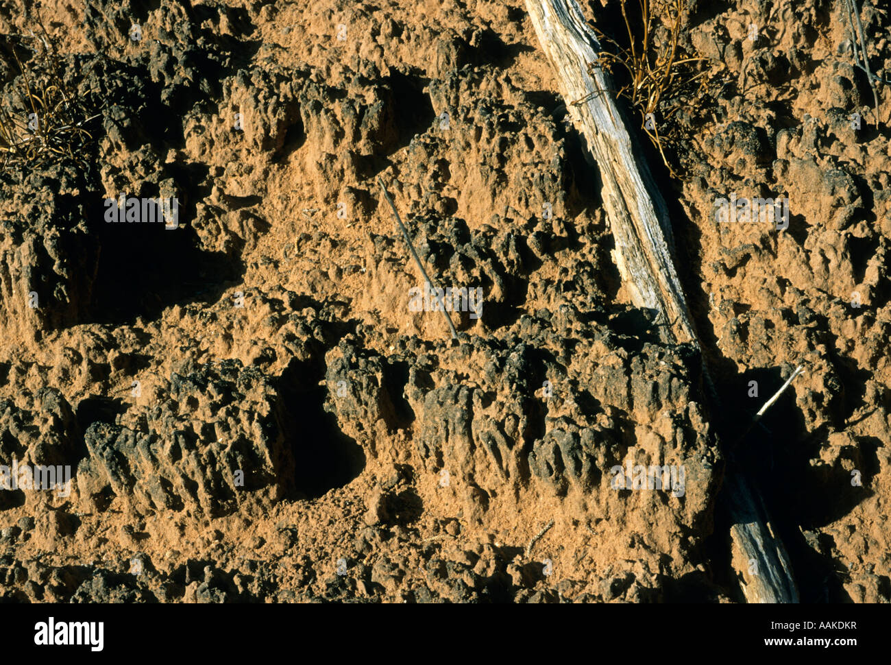 Cryptogamic Soil or Crust Utah Stock Photo - Alamy
