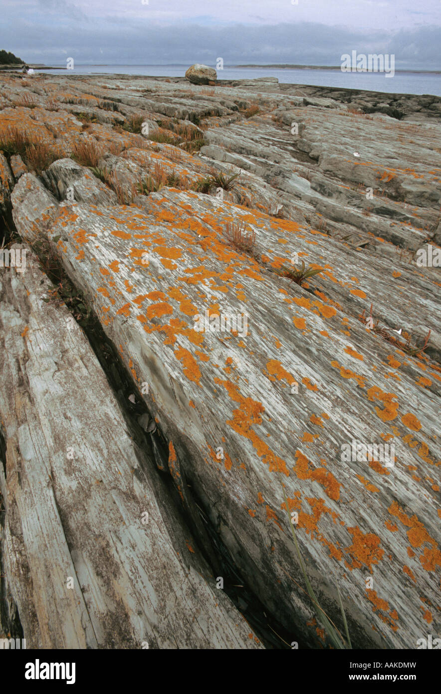 Colorful lichens cover vertically tilted rock on island off the coast ...