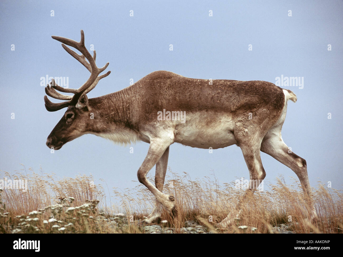 Caribou newfoundland hi-res stock photography and images - Alamy