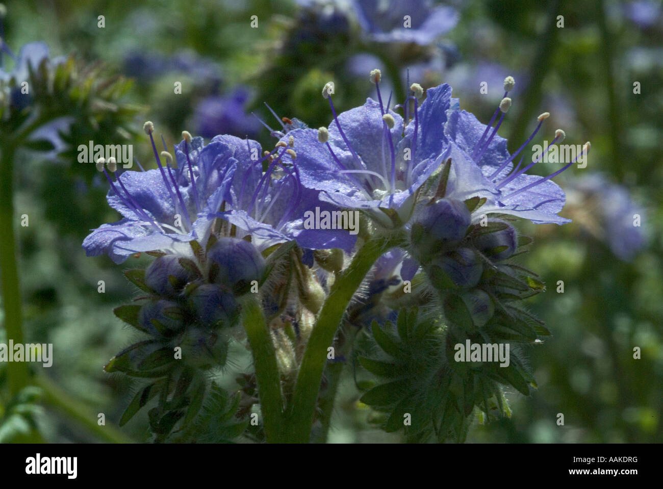 Desert Blue Bells Phacelia campanularia California Stock Photo - Alamy