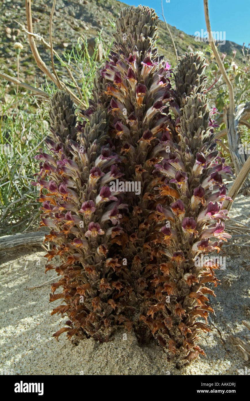 One flowered Broomrape Orobanche uniflora Anza Borrego State Park ...