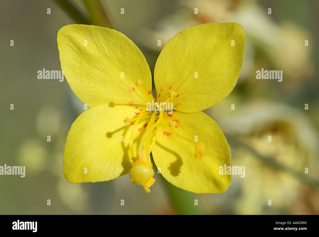 California Primrose Camissonia californica Anza Borrego State Park ...