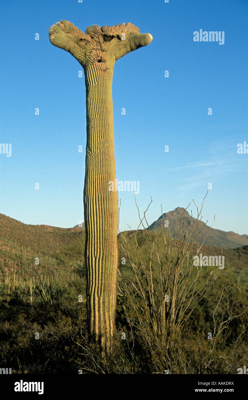 Crested or Cristate Saguaro Cactus Carnegiea gigantea Saguaro National ...