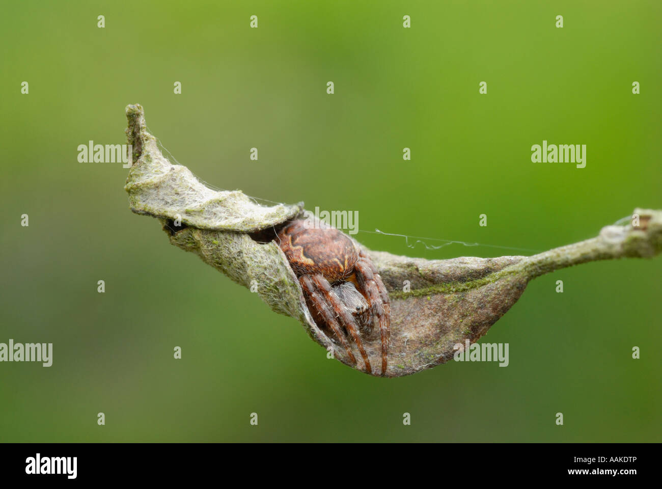 The spider species Larinioides cornutus Stock Photo - Alamy