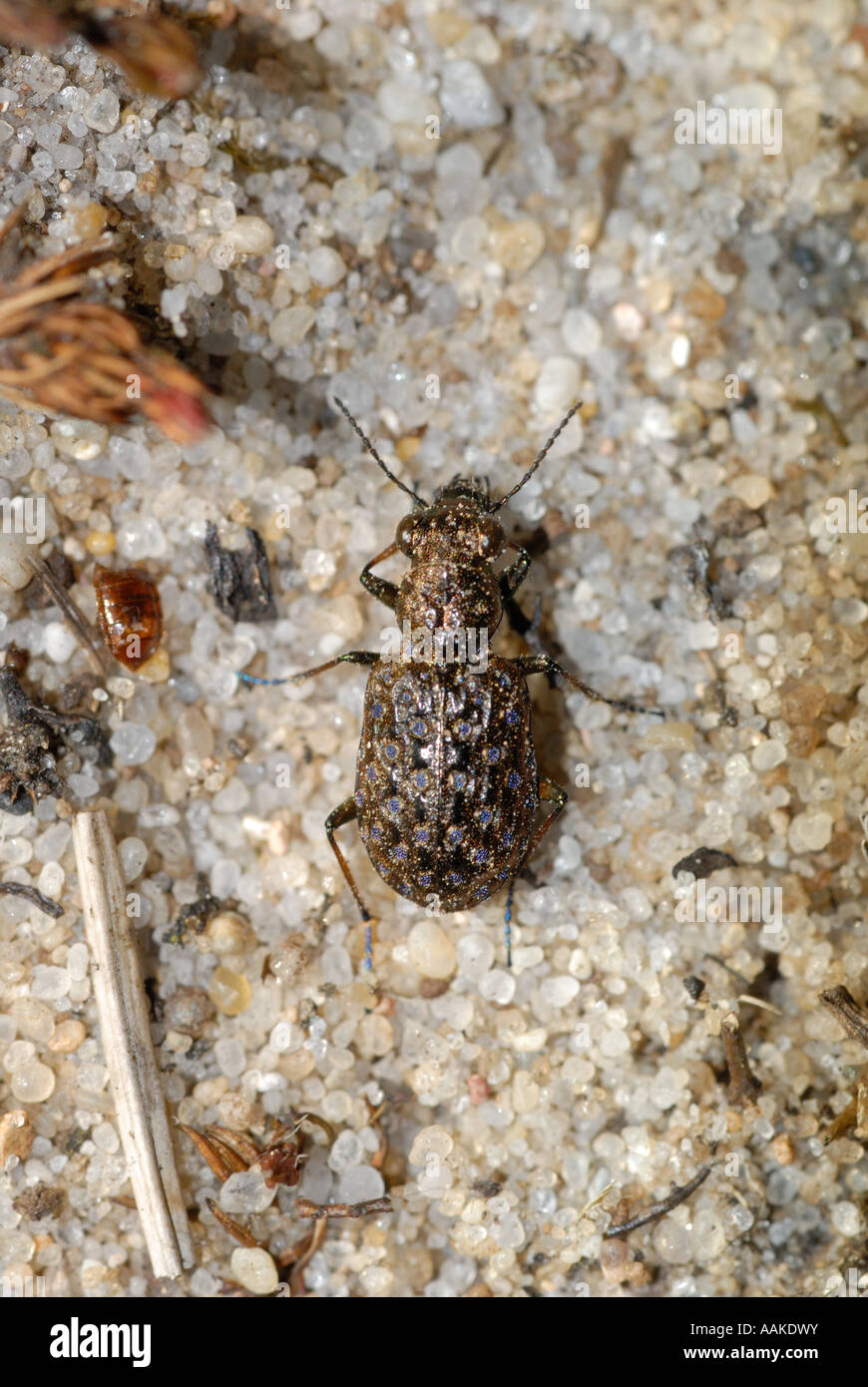 The ground beetle species Elaphrus cupreus Stock Photo - Alamy