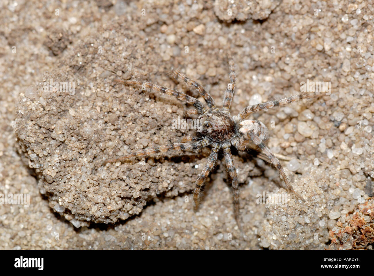 The spider species Arctosa perita Stock Photo - Alamy