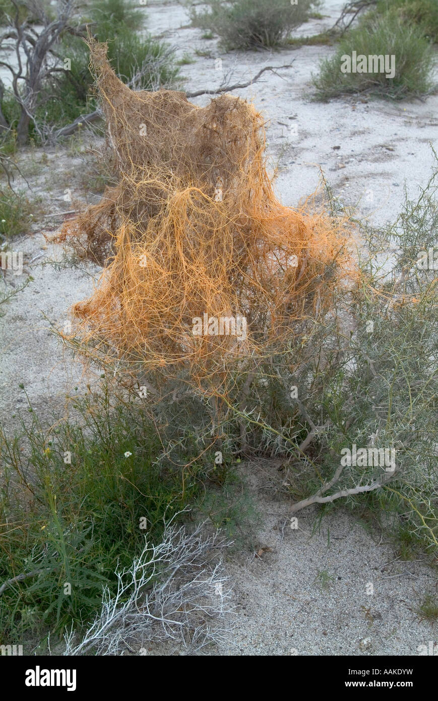 Parasitic Orange Dodder Anza Borrego State Park California Stock Photo ...