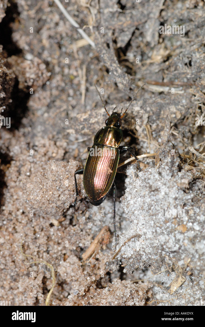 The ground beetle species Poecilus versicolor Stock Photo - Alamy