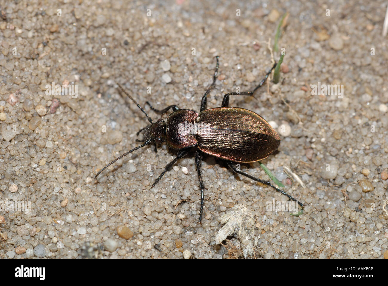The ground beetle species Carabus arvensis Stock Photo - Alamy