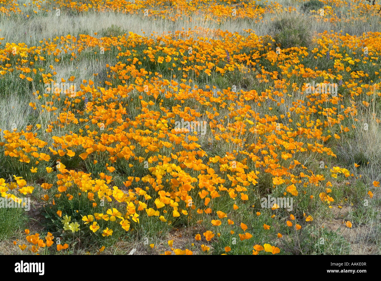 Poppy Bloom, Arizona Stock Photo - Alamy