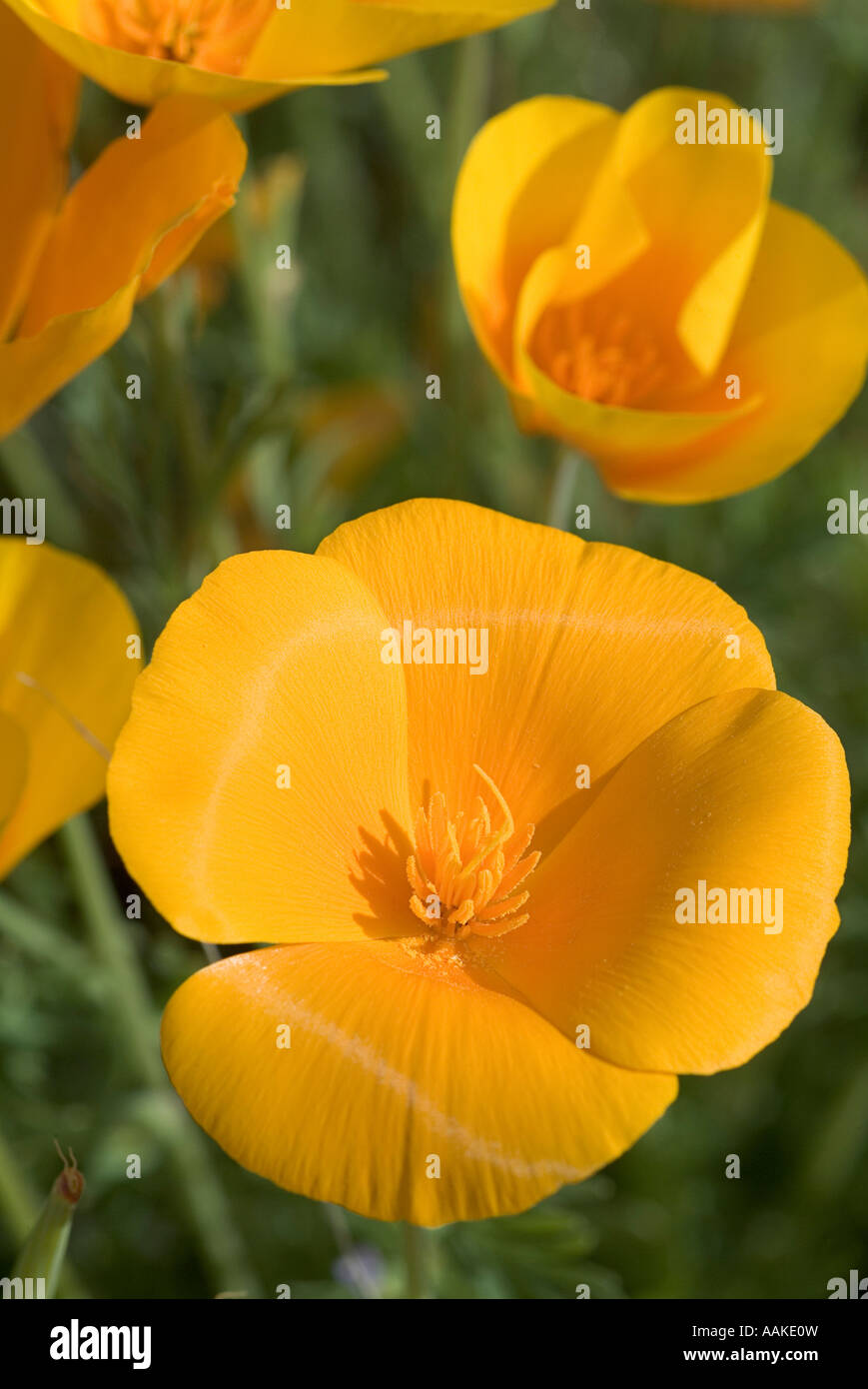 Mexican Gold Poppies aka: California Poppy Escholzia californica ssp ...